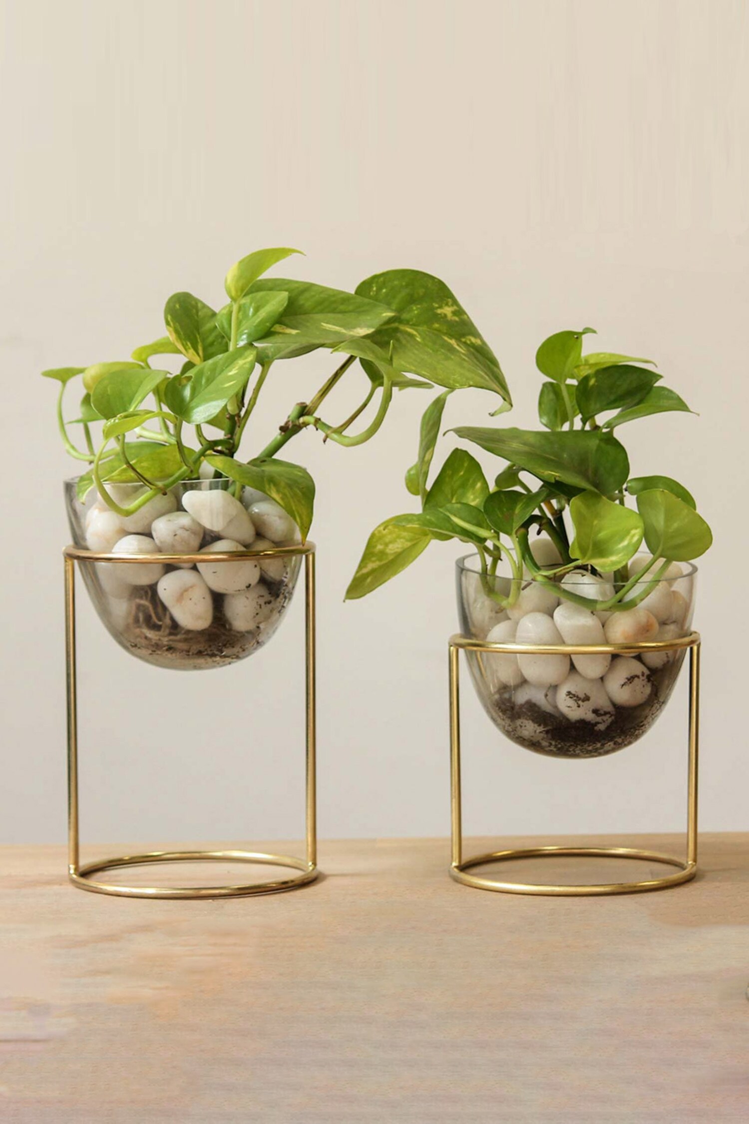 Buy Mason Home Olvera Glass Planters (Set of 2) Online | Aza Fashions